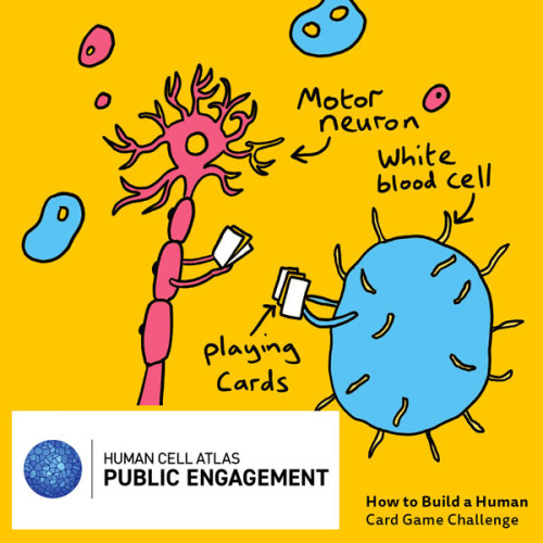 The How to Build a Human - Card Game Challenge : Little Inventors